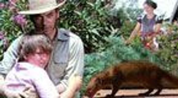 Рикки-Тикки-Тави (1975) смотреть онлайн | Memocast